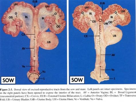 Reproduction Lab Quiz Flashcards Quizlet