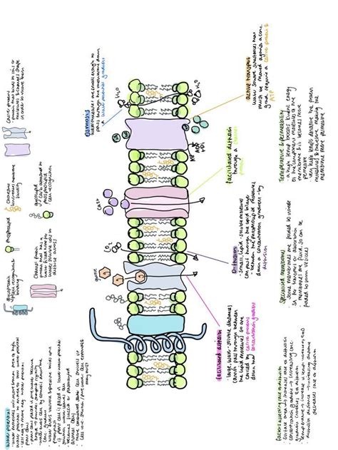Cytoskeleton Biology Ocr A Level Revision Notes Artofit