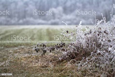 아름 다운 필드와 마른 잔디 및 식물 추운가 서 리 얼음에 덮여 0명에 대한 스톡 사진 및 기타 이미지 0명 12월 1월 Istock