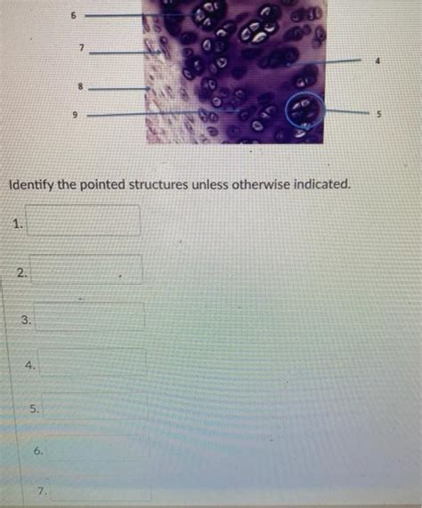 Solved Identify The Pointed Structures Unless Chegg