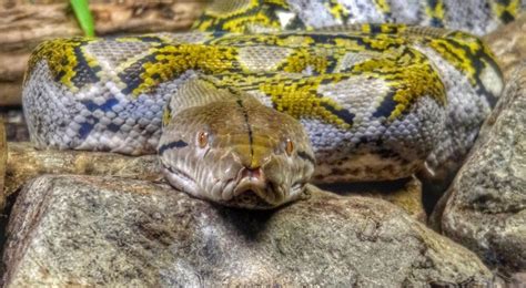 Lolly Brown Chapters