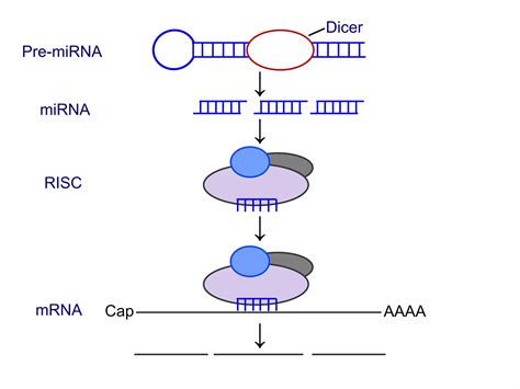 Rna Interference Ppt