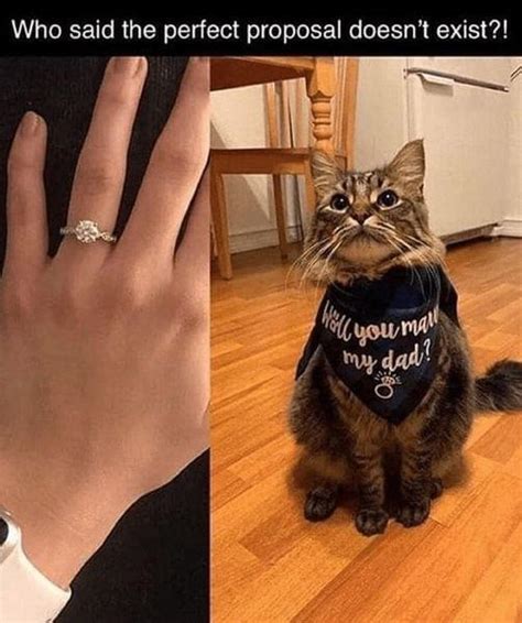 Will U Say Yes R Catmemes