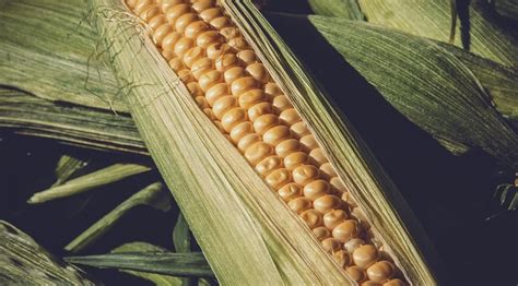 Украина согласна на ограничение своего импорта в ЕС если страны ЕС введут запрет на ввоз