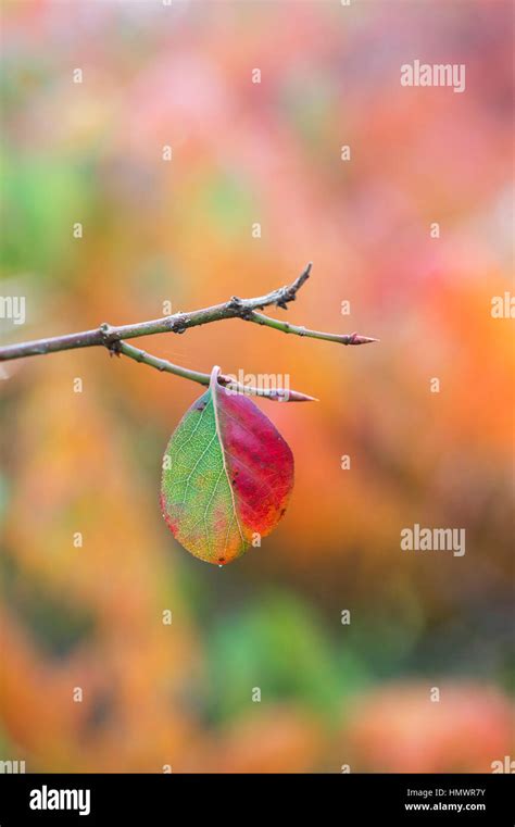 Euonymus Phellomanus Spindle Tree Leaf In Autumn October