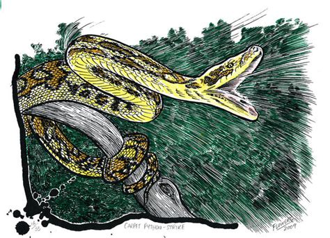 Python Strike By Snake Artist On Deviantart