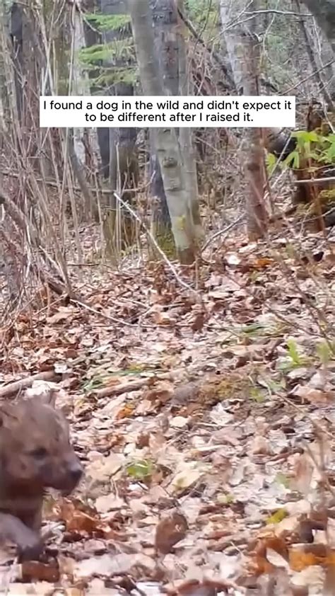 Mother Bear Begs Passersby To Save Trapped Cub And Then Mother Bear