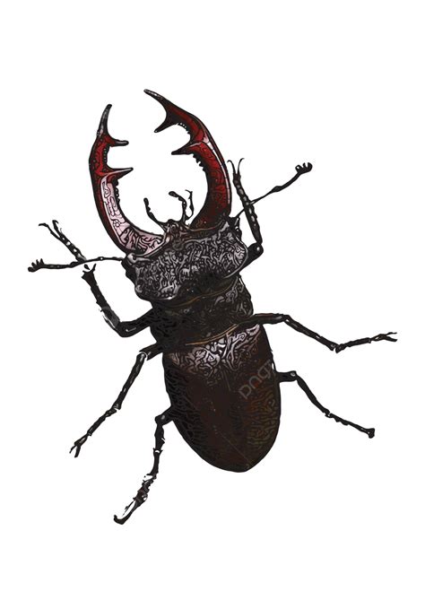 Stag Beetle Vector Illustration Wildlife Detailed Shell Vector Wildlife Detailed Shell PNG