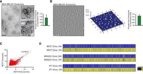 Sorting It Out Regulation Of Exosome Loading Exosome Rna