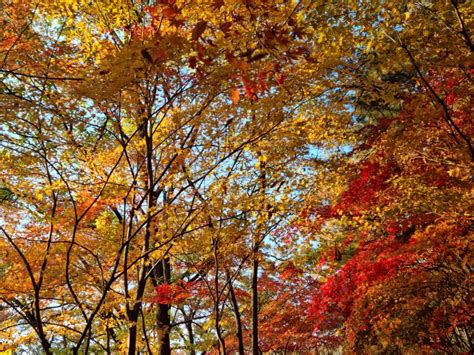 함안 가볼만한곳 아직 늦지않은 부산근교 단풍놀이 11 6 방문 입곡군립공원 네이버 블로그