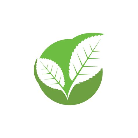 Mint Leaf Illustration Vector Template 30775989 Vector Art At Vecteezy