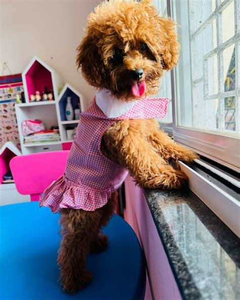 Keerthi Kiran H Pujar Keerthi Pujar Ias • Instagram Photos And Videos