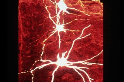 Neural Network Diagram — Science Learning Hub