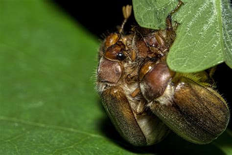 Gallina Ciega Phyllophaga Spp