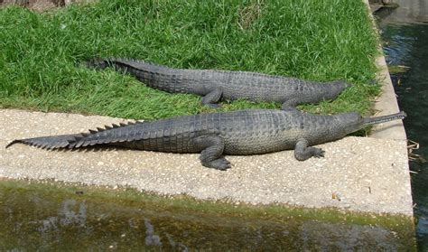 Gharials Basking In Nature Serenity Wallpaper Background Free