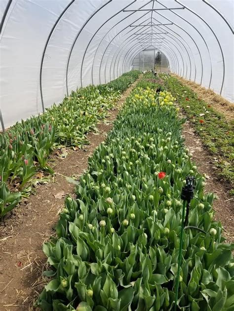 Tulip Season Part Ii Rcutflowers