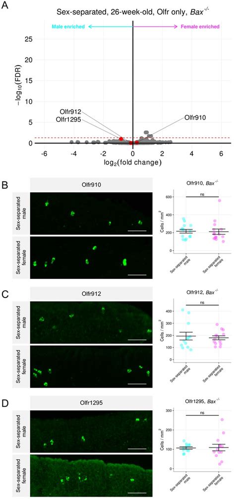 Semiochemical Responsive Olfactory Sensory Neurons Are Sexually