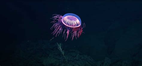 This Elusive Fish Has Only Been Seen 9 Times A Z Animals