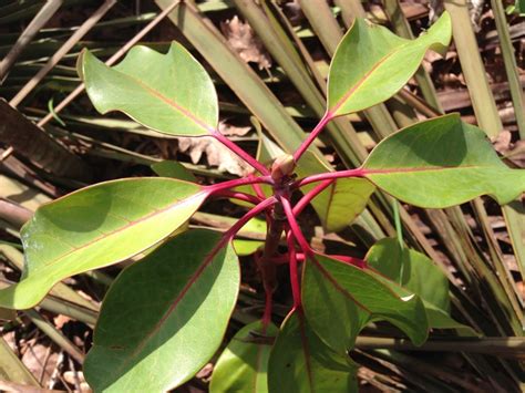 Daphniphyllum Macropodum Daphniphyllum Himalayense Ssp Macropodum