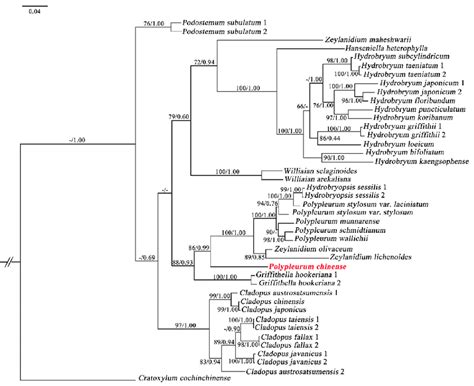phylogenetic tree of asian podostemaceae based on bayesian inference
