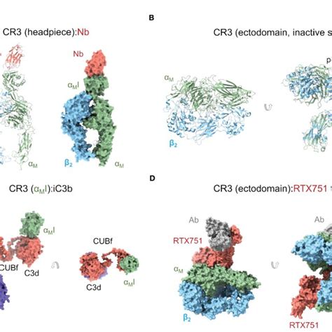 Complement Receptor Cr3 A Cartoon And Molecular Surface Download Scientific Diagram