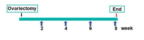 Ovariectomy Ovx Rat Model Osteoporosis Biocytogen