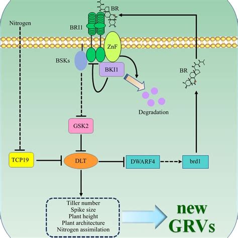 Schematic Illustration Of Brassinosteroid BR Mediated Regulation Of