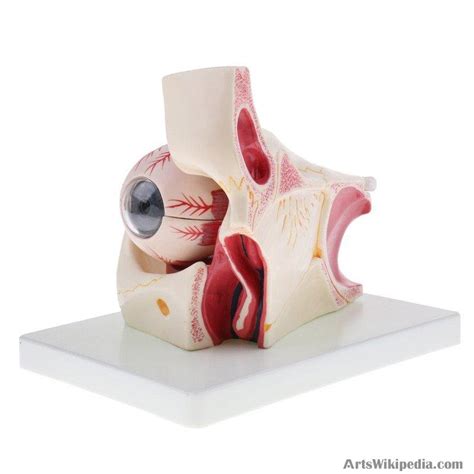 10 Parts Eye Model Eyeball And Orbital Enlargement Model Eye Training