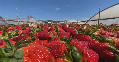 Synojnë Tregun Europian Fermerët E Luleshtrydhes Krijojnë Kooperativën E Tyre Sociale