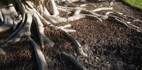 How To Kill Tree Suckers