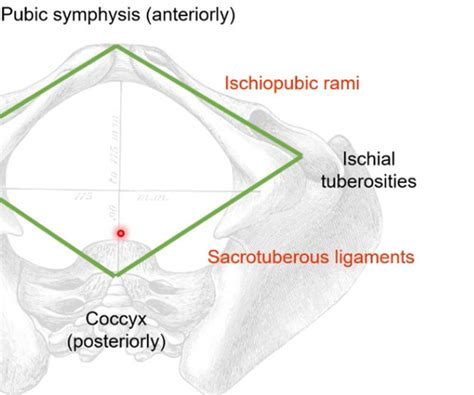 Anatomy Of Perineum Flashcards Quizlet
