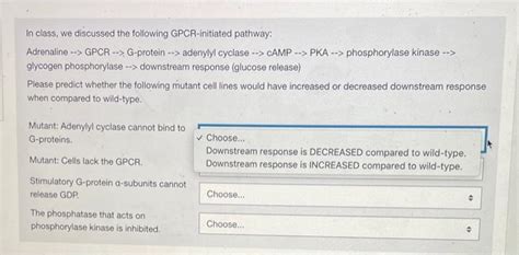 Solved In Class We Discussed The Following Gpcr Initiated