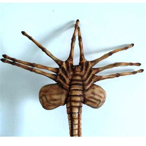 Facehugger Anatomy