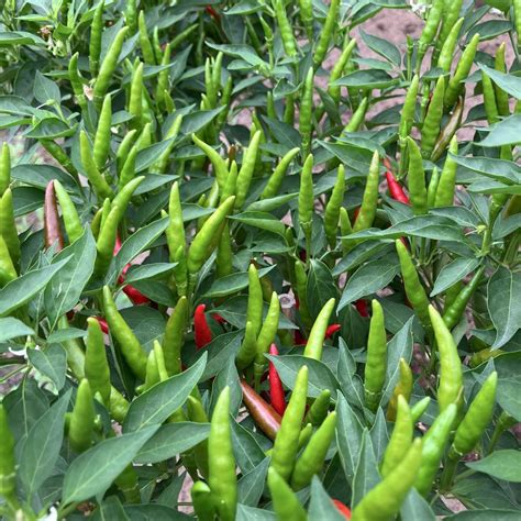 唐辛子 生 メルカリ