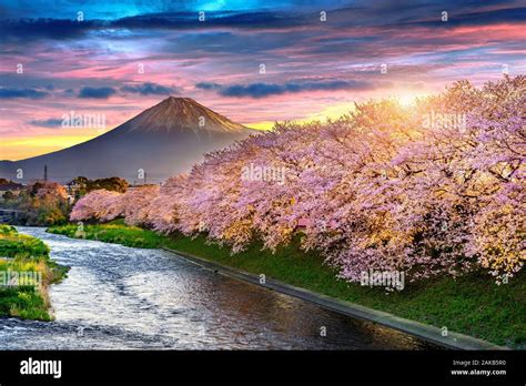 Mount Fuji Cherry Blossom
