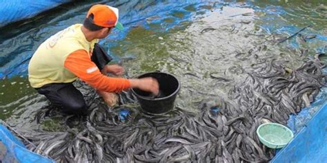 Cara Memberikan Pakan Ikan Lele Dengan Benar Bibit Unggul