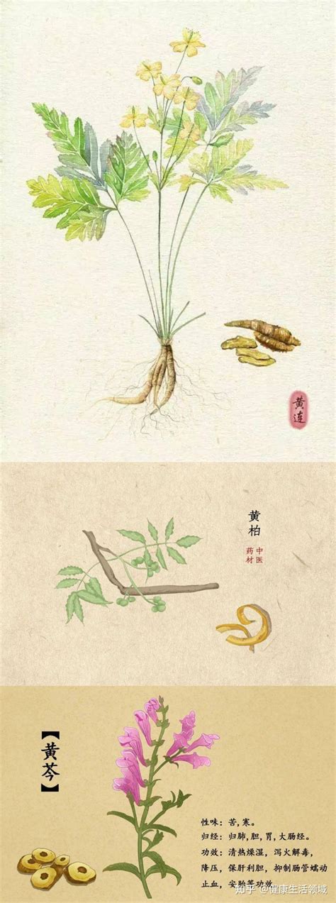 个性中药栀子通泻三焦之火可清所有脏腑之热 知乎