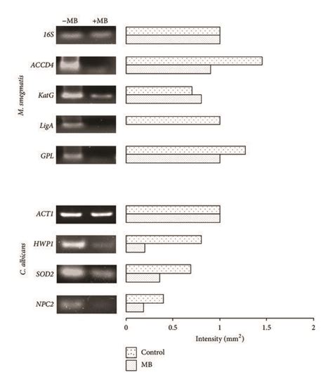 Rt Pcr In Response To Mb The Left Panels Show Transcript Levels Of Download Scientific Diagram