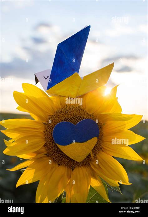 Blooming Sunflower With A Blue Yellow Heart In The Center Of Flower