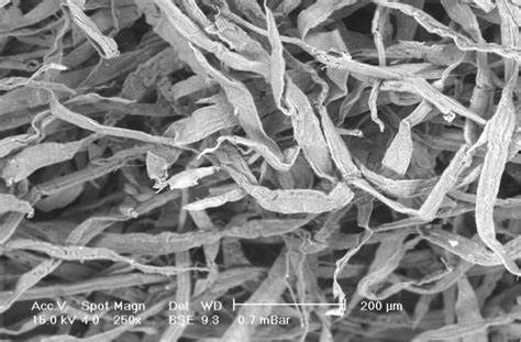 Sem Of Untreated Cellulose Download Scientific Diagram