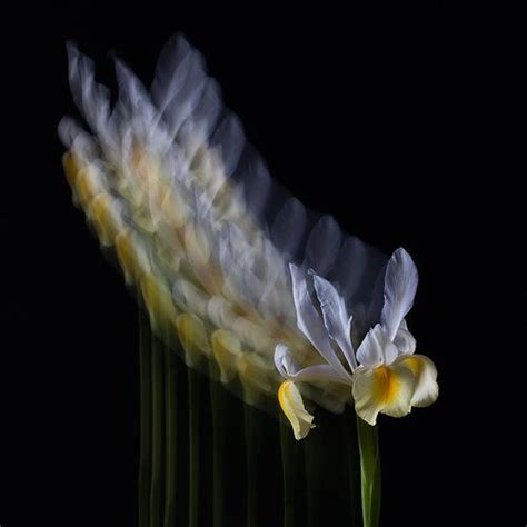Dancing Flowers — Polina Plotnikova Photography Fotografia Di Fiori Fotografo Grafici