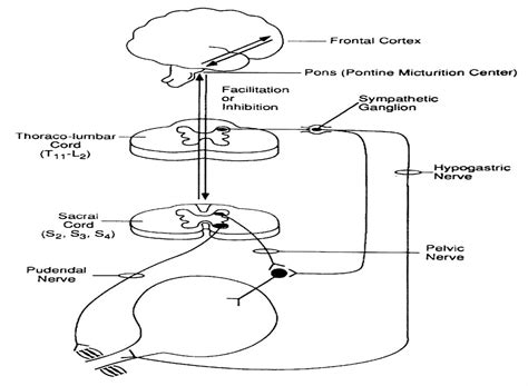 Urological Management In Patients With Spinal Cord Injuries Spine