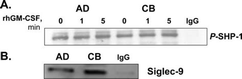 Siglec 9 And Shp 1 Are Differentially Expressed In Neonatal And Adult Neutrophils Pmc
