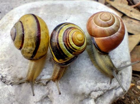 News Left Coiling Snail Needed As Mate For Rare And Unnamed Snail University Of Nottingham