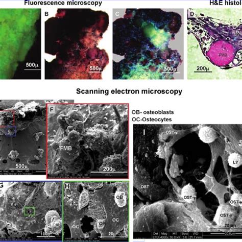 Calvarial Defect Model Repair Of Critical Size Bone Defect Using Download Scientific Diagram