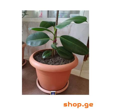 ფიკუსი Ficus