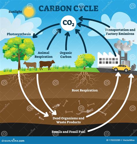 Carbon Cycle Diagram Worksheet