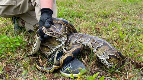 2025 Florida Python Challenge Starts Today What To Know Nbc 6 South Florida