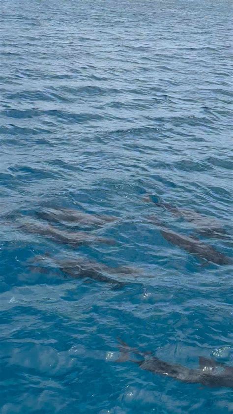 쌍둥이 태교여행 괌 태교여행 블루돌핀투어and임산부 마사지 네이버 블로그