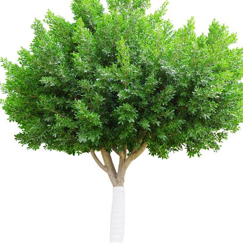 Masteelf 2pcs Tree Guard Wrap Plastic Spiral Tree Trunk Shield Deer